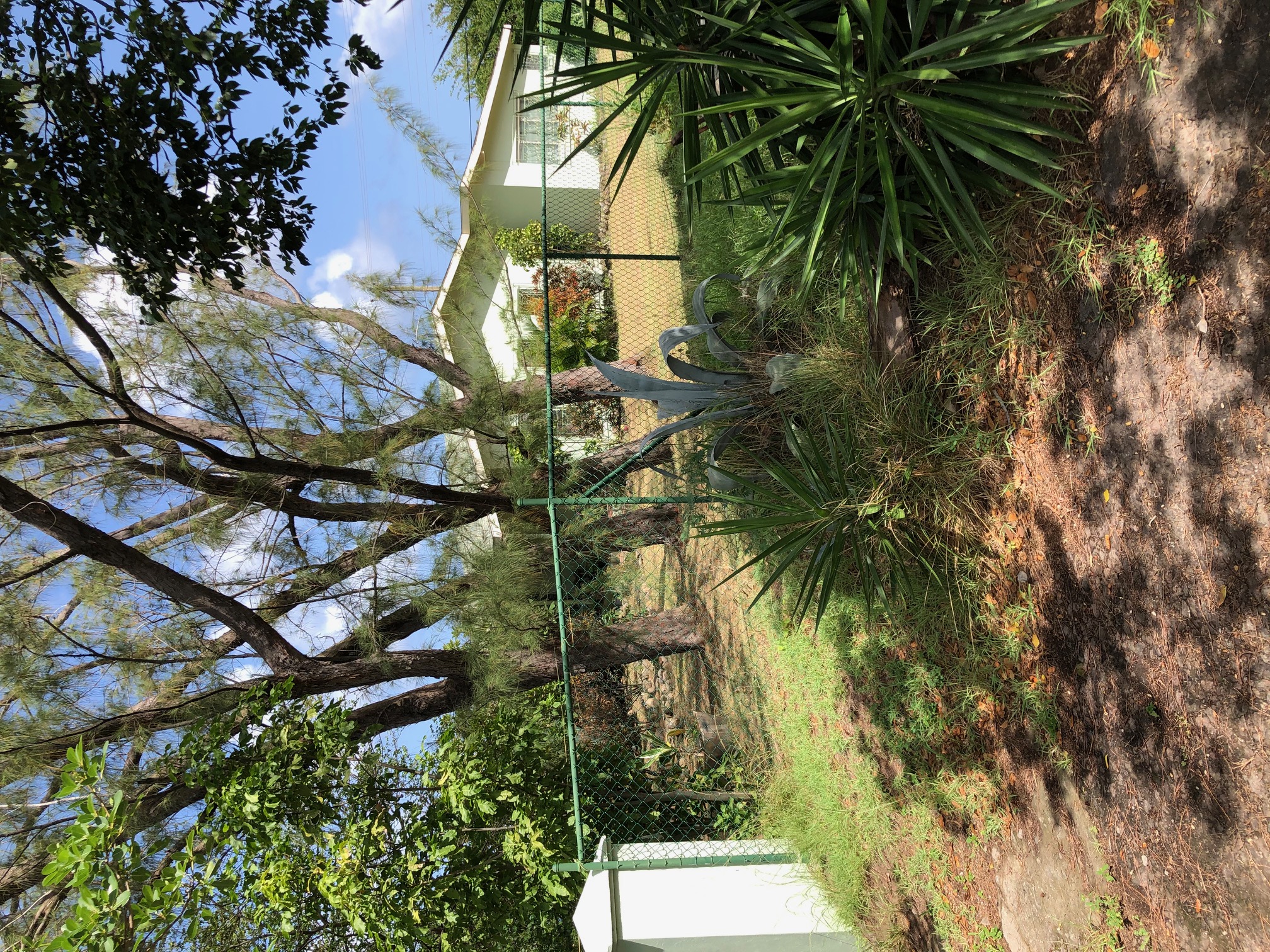 Wind Mill Peace | Tradewinds Montserrat